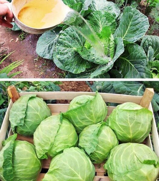 Der Kohl wird groß und kräftig: die wirksamsten Dünger und Düngemittel ...